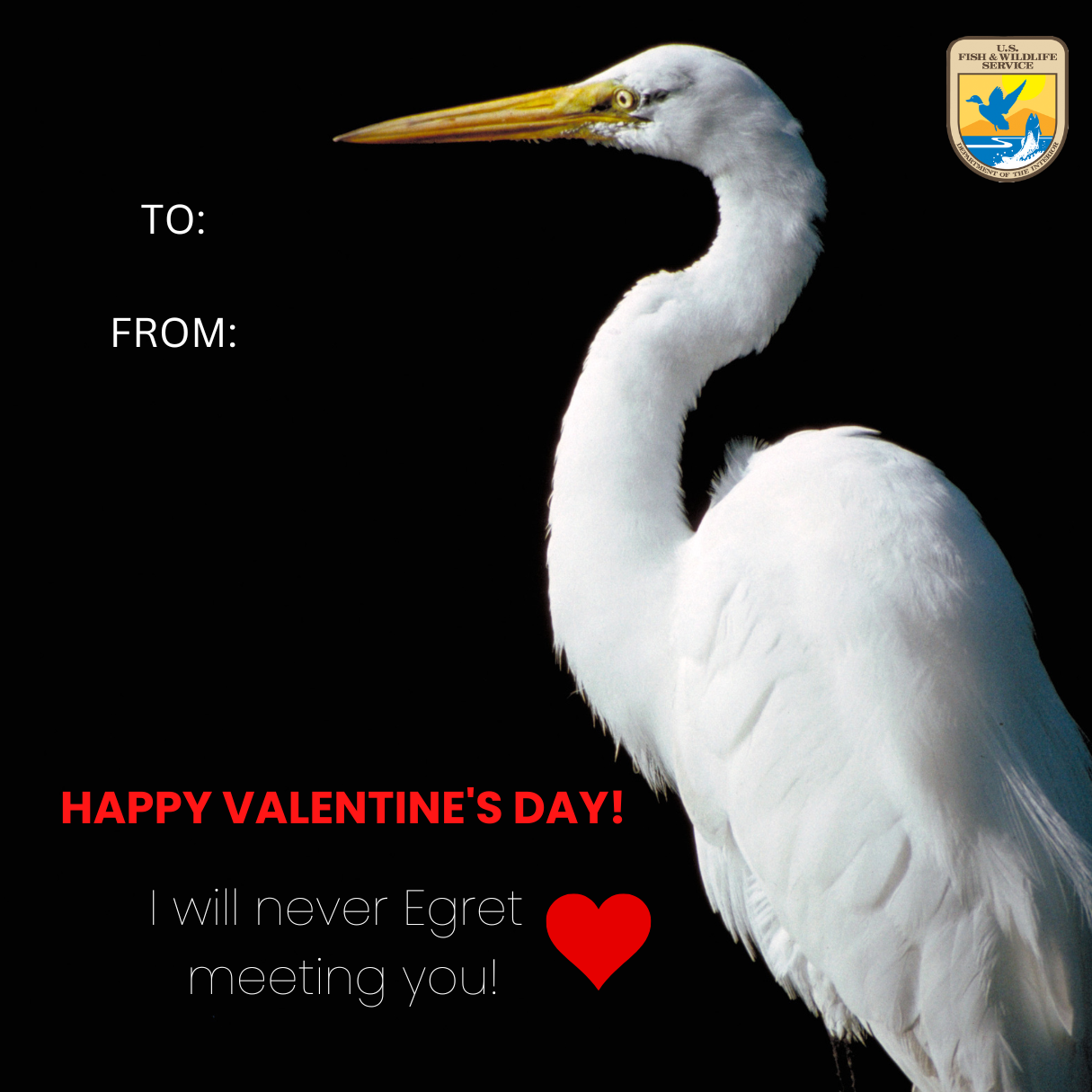 Great Egret Valentine's Day Card.png | FWS.gov